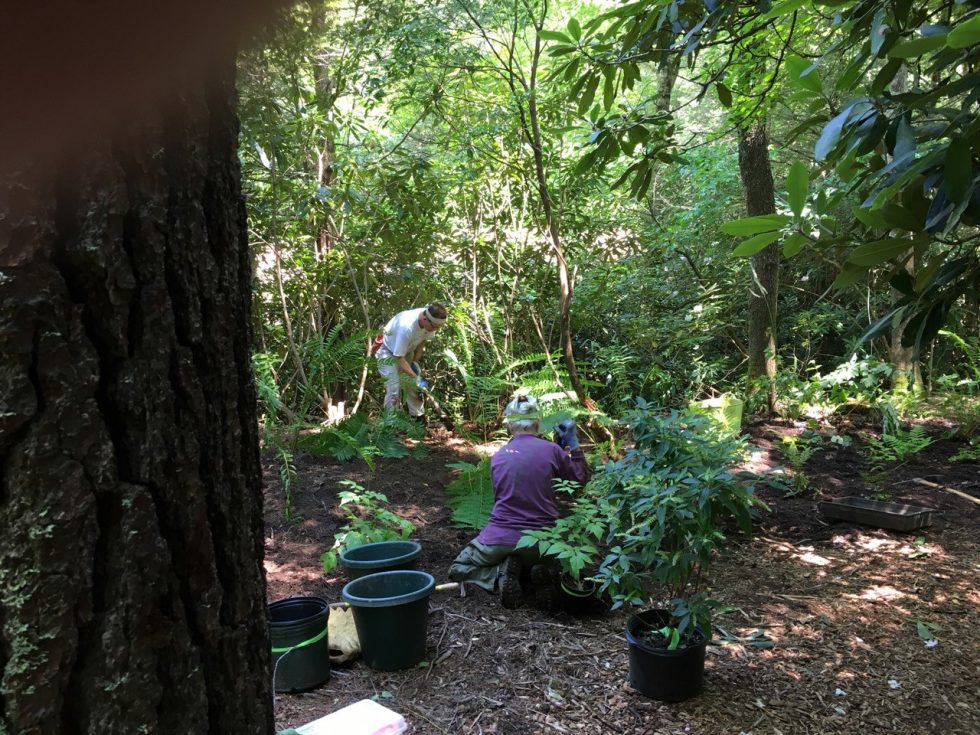 Botanical Garden | Highlands Biological Station