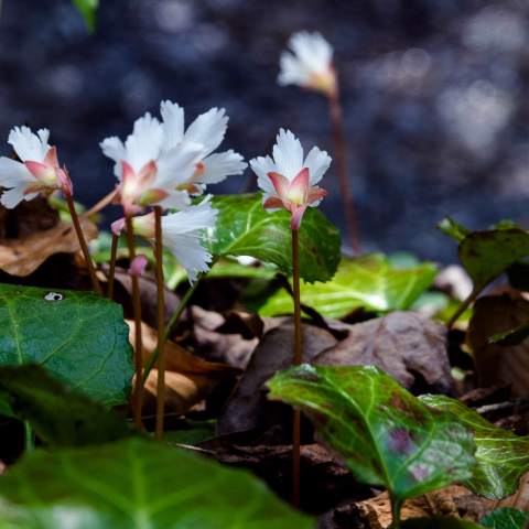 Discover - Highlands Biological Station
