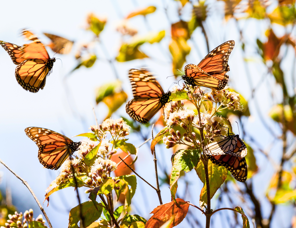 Biodiversity of Highlands - Highlands Biological Station