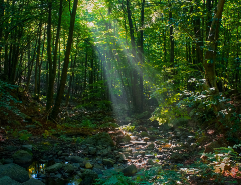 Biodiversity of Highlands - Highlands Biological Station