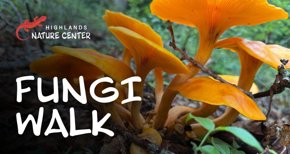 Fall Fungi Walk - Highlands Biological Station