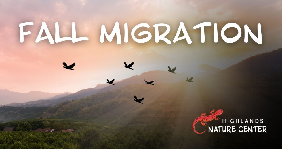 Fall Migration (All Day Drop-In) - Highlands Biological Station