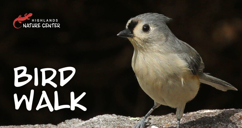 Morning Bird Walk - Highlands Biological Station