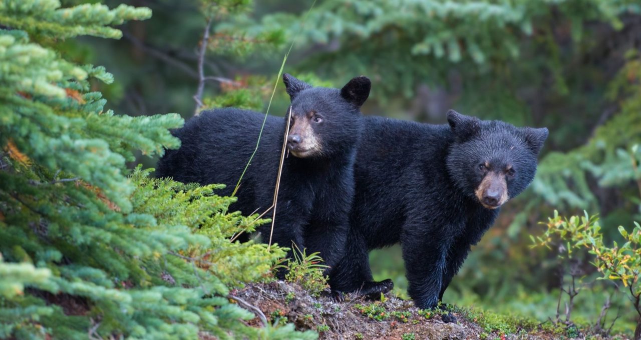 Biology of Southern Appalachian Mammals - Highlands Biological Station
